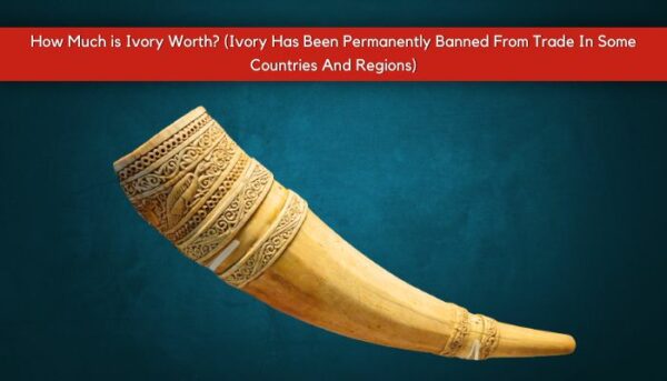 How Much is Ivory Worth? (Ivory Has Been Permanently Banned From Trade ...