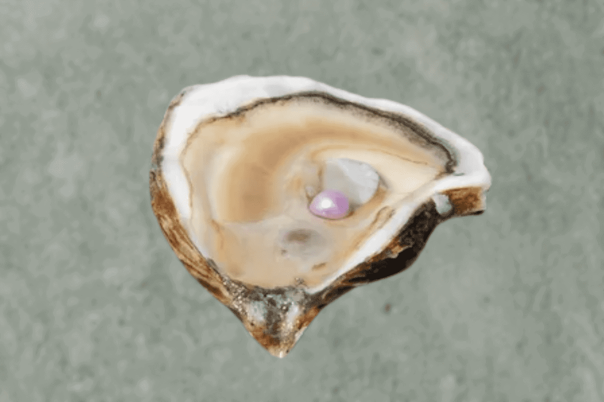 How Much Are Pearls Worth? A Detailed Guide to Pearl Value and Pricing ...